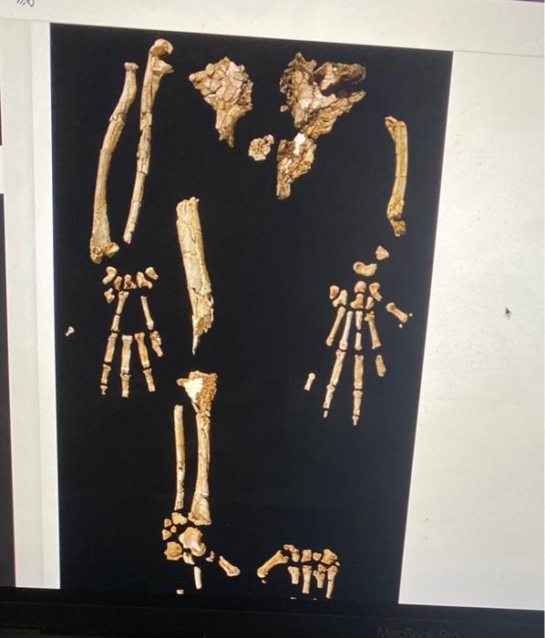 Solved The argument that the fossil remains of Ardipithecus | Chegg.com