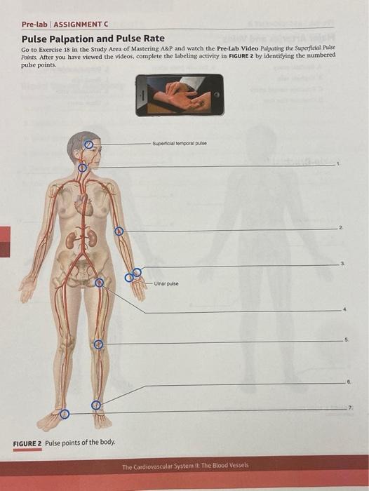Solved Pre-lab ASSIGNMENT C Pulse Palpation and Pulse Rate | Chegg.com