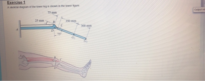 Solved Exercise 1 A skeletal diagram of the lower leg is | Chegg.com