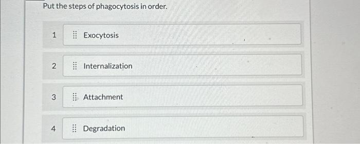 Solved Put the steps of phagocytosis in order. 1 2 3 4 | Chegg.com Solved Put the steps of phagocytosis in order. 1 2 3 4 | Chegg.com