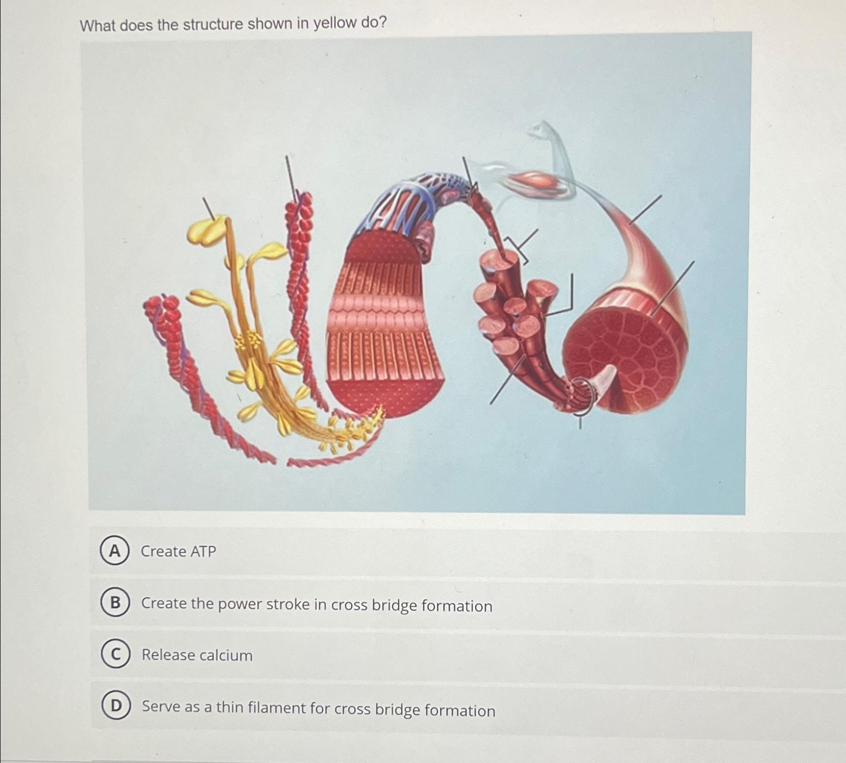 Solved What does the structure shown in yellow do?Create | Chegg.com