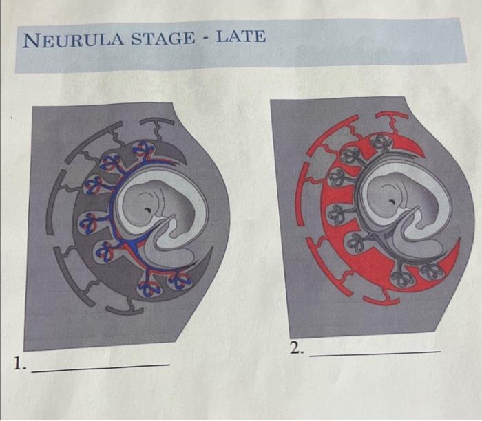 Solved NEURULA STAGE - LATE 1. 1. 2. | Chegg.com