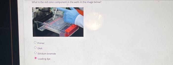 Solved What is the red color component in the wells in the | Chegg.com
