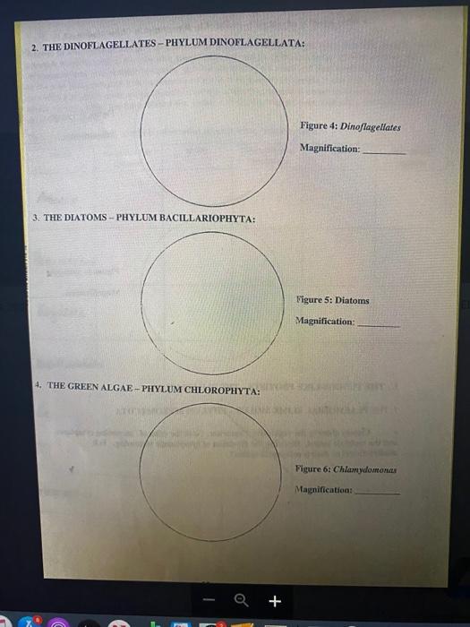 Solved HWE Name REPORT SHEET: LAB - PROTISTS THE PROTISTS | Chegg.com