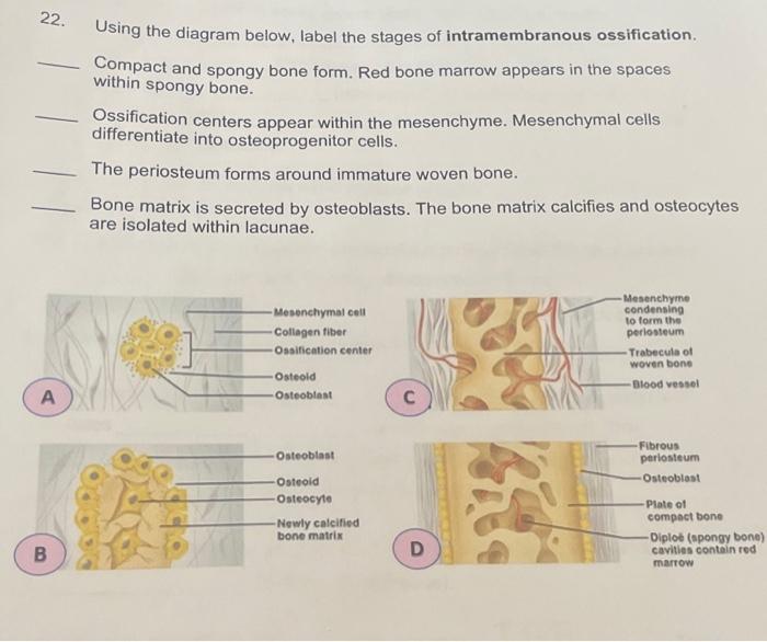 Intramembranous Ossification Stages
