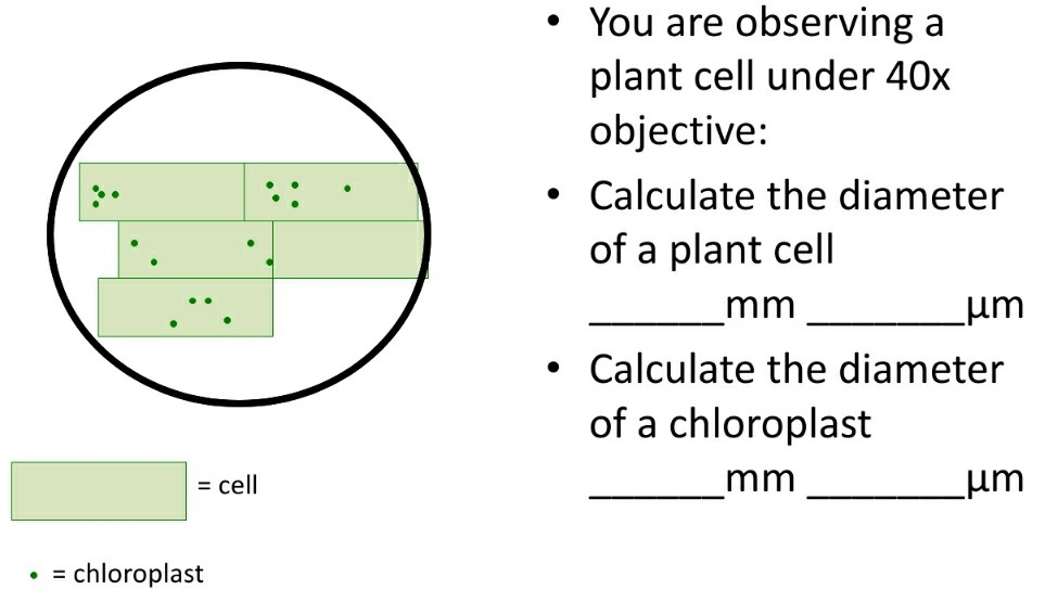 Solved . You are observing a plant cell under 40x objective: | Chegg.com
