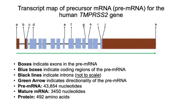 Solved Transcript map of precursor mRNA (pre-mRNA) for the | Chegg.com