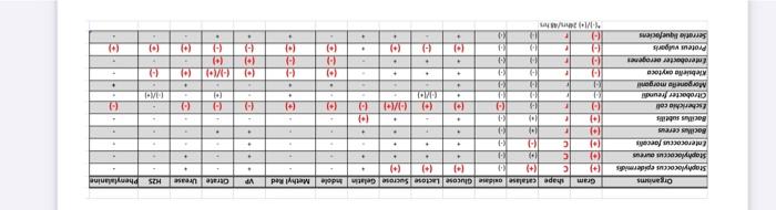 Solved Methyl Red VP Citrate Urease H2S Phenylalanine . .. | Chegg.com
