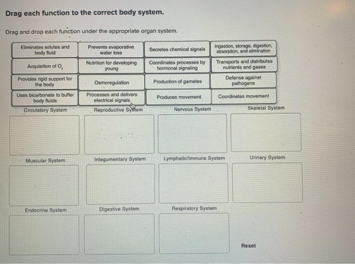 Solved Drag each function to the correct body system. Drag | Chegg.com