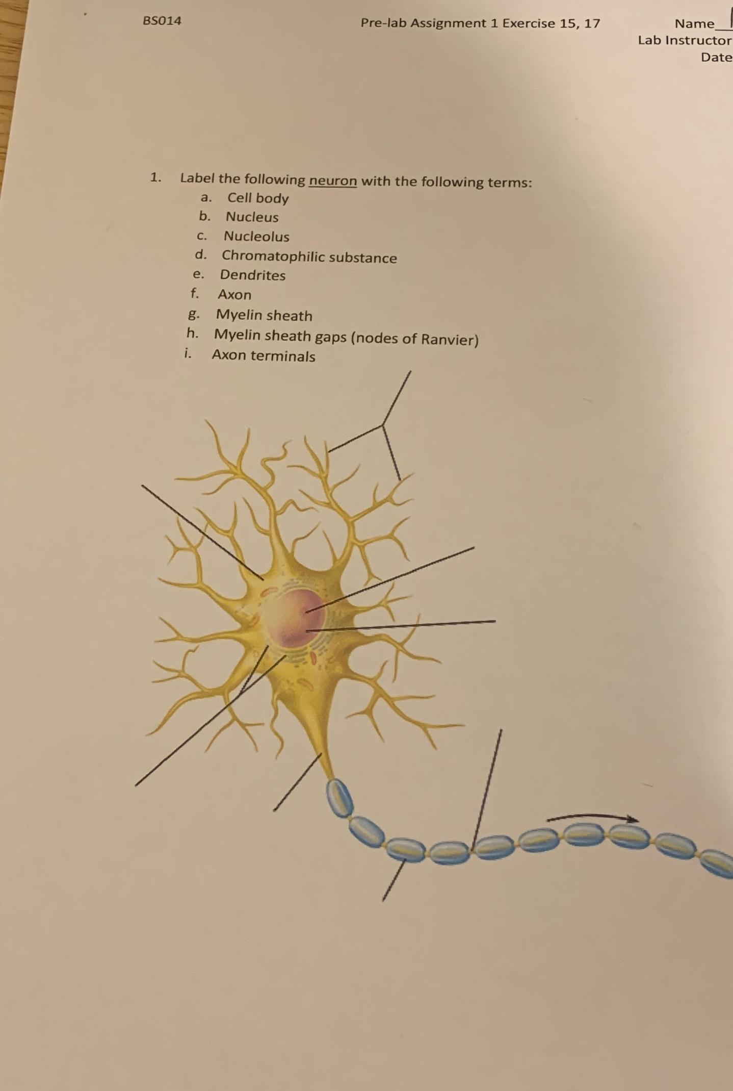 Solved BS014Pre-lab Assignment 1 ﻿Exercise 15, 17NameLab | Chegg.com