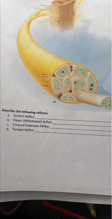 Solved Describe the following reflexes: a. Stretch Reflex: | Chegg.com