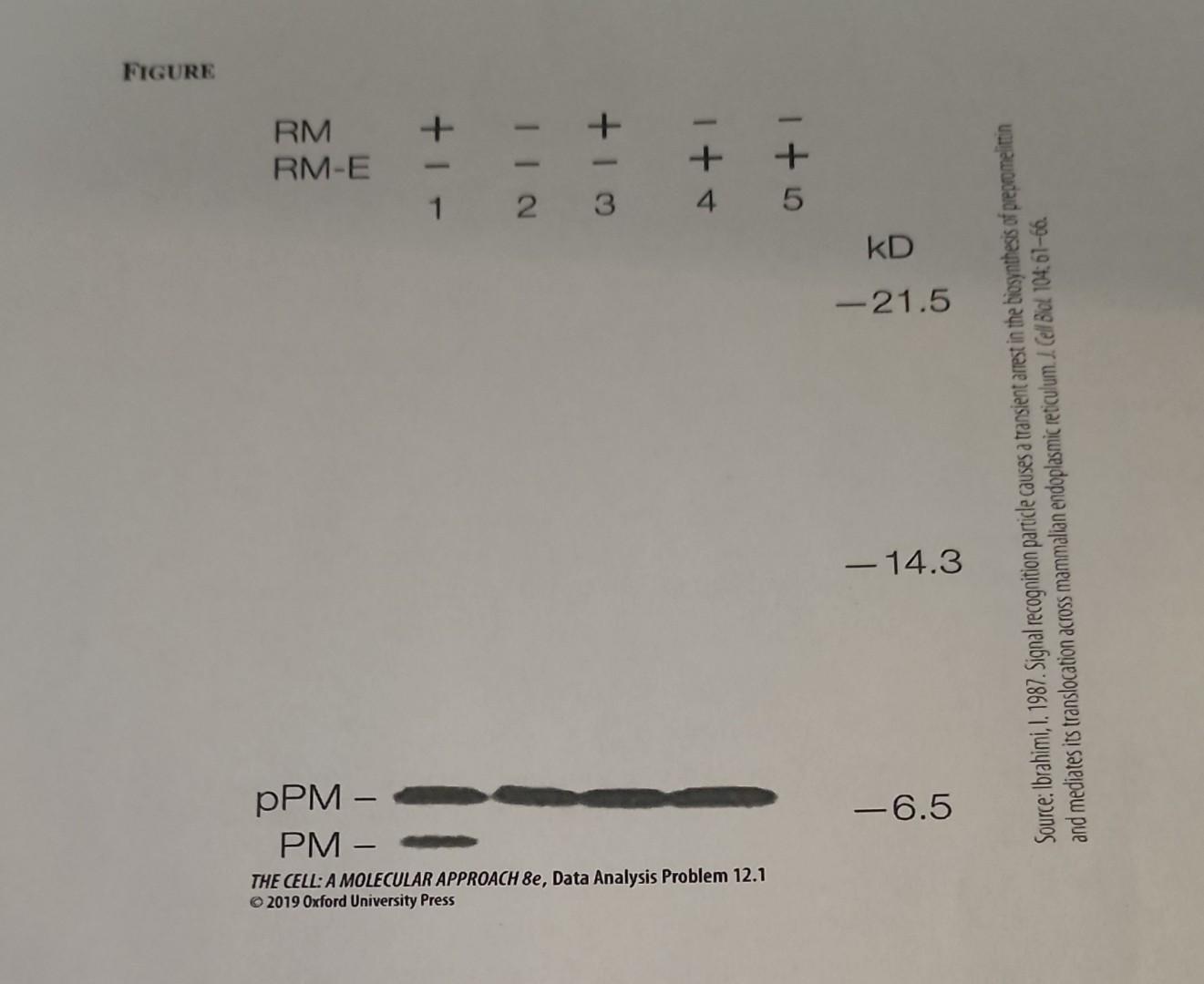 Solved The Synthesis and Posttranslational Fate of a Bee | Chegg.com