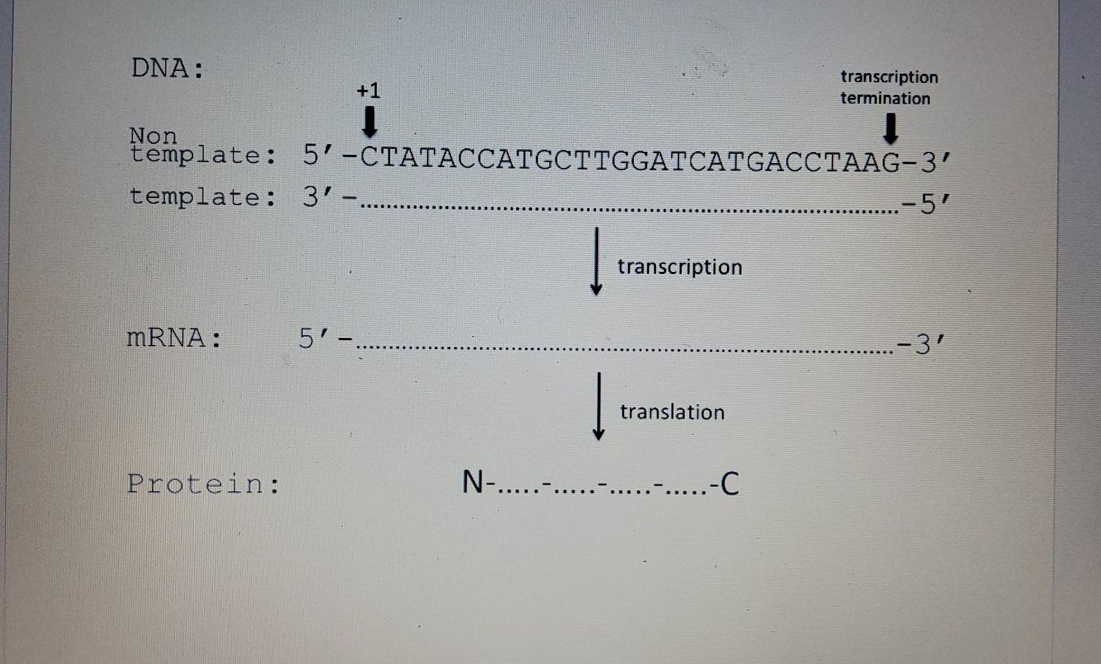 Solved Second nucleotide U C A UAU U C U UUU Phe UUC UUA UUG | Chegg.com