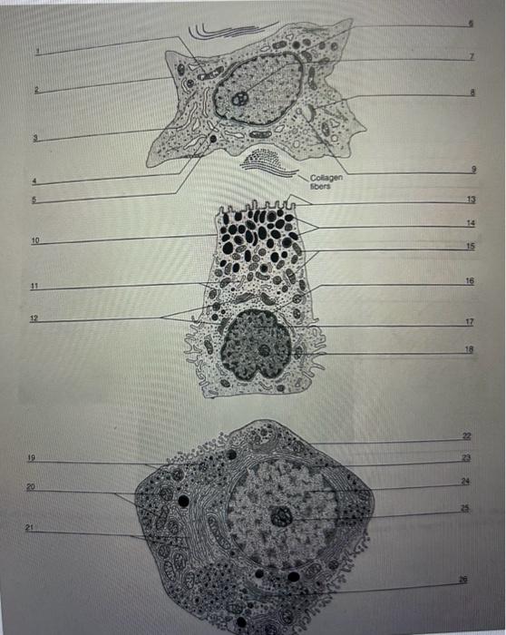 Checklist for Cell Model plasma membrane cytosol | Chegg.com