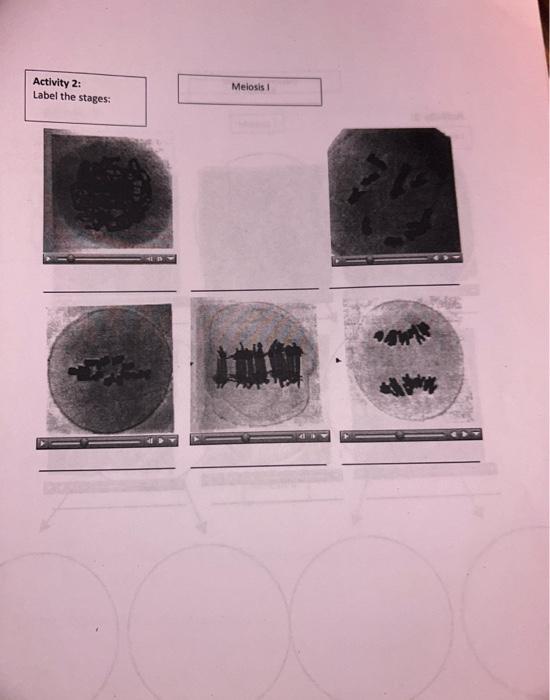 Solved Activity 2: Label the stages: Meiosis I 41 1 $1 Aw | Chegg.com