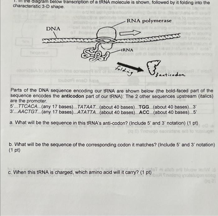 Solved . In me diagram below transcription of a tRNA | Chegg.com