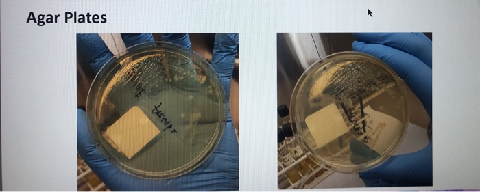 Observations and Results 1. Nutrient Agar Slants | Chegg.com