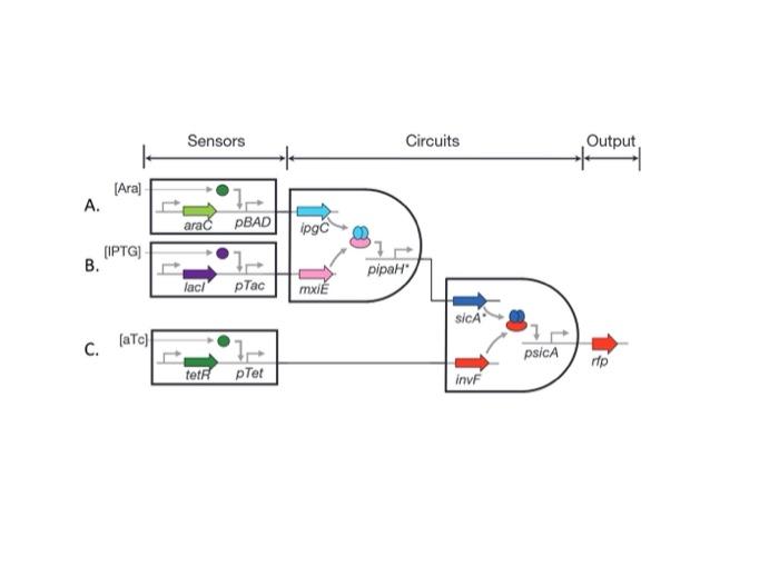 Notes: a) Gene mxiE codes for protein Mxie (pink). b) | Chegg.com