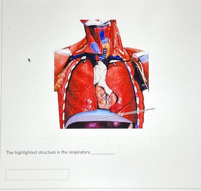Solved The highlighted structure is the respiratory | Chegg.com