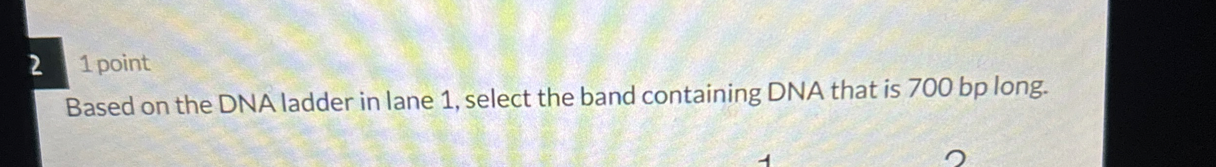 Solved 21 ﻿pointBased on the DNA ladder in lane 1, ﻿select | Chegg.com
