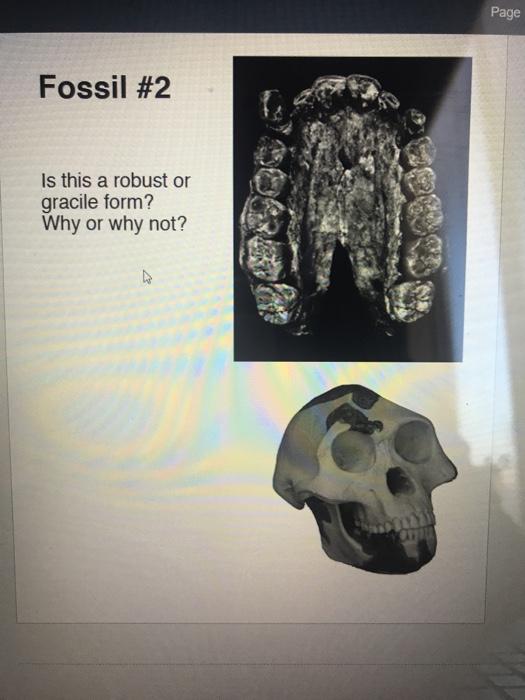 Solved Fossil # 1 Is this a robust or gracile form? Why or | Chegg.com