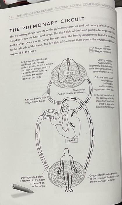 Solved THE PULMONARY The pulmonary circuit consists of the | Chegg.com