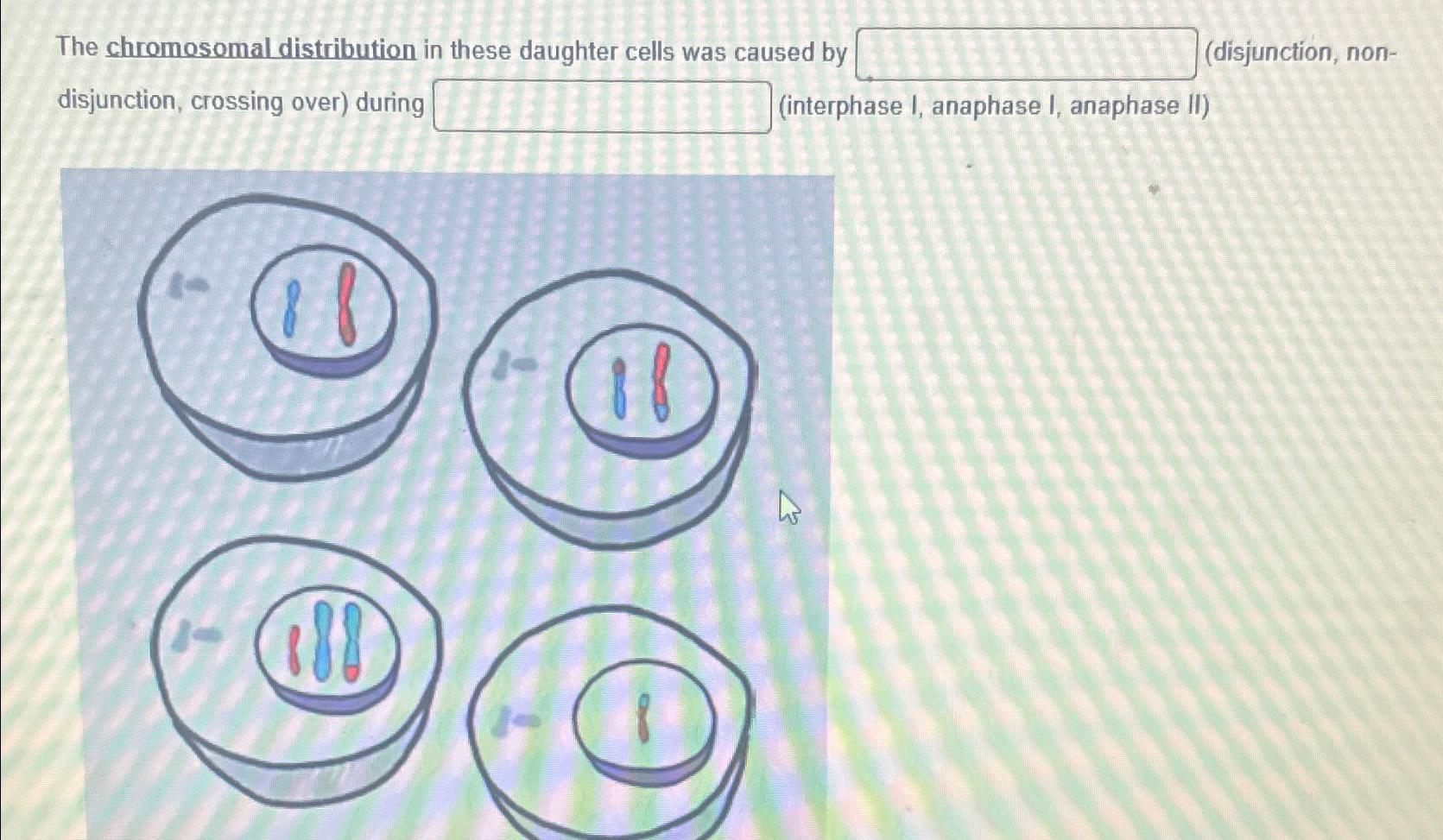 Solved The chromosomal distribution in these daughter cells | Chegg.com