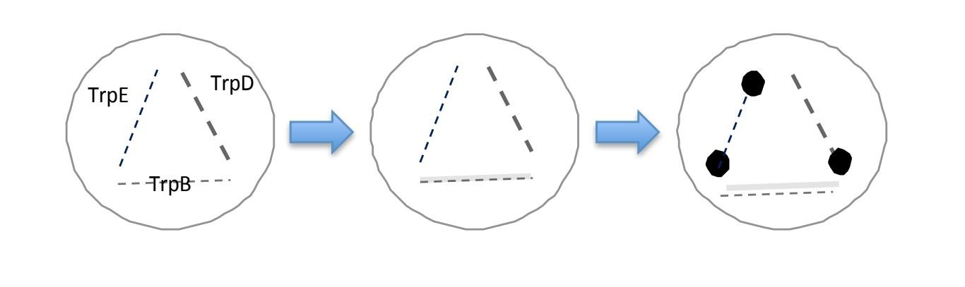Solved Three mutant bacterial strains, TrpB-, TrpC- and | Chegg.com