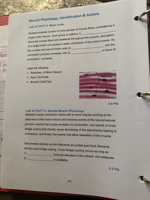 Solved Muscle Physiology, Identification & Actions LAB | Chegg.com