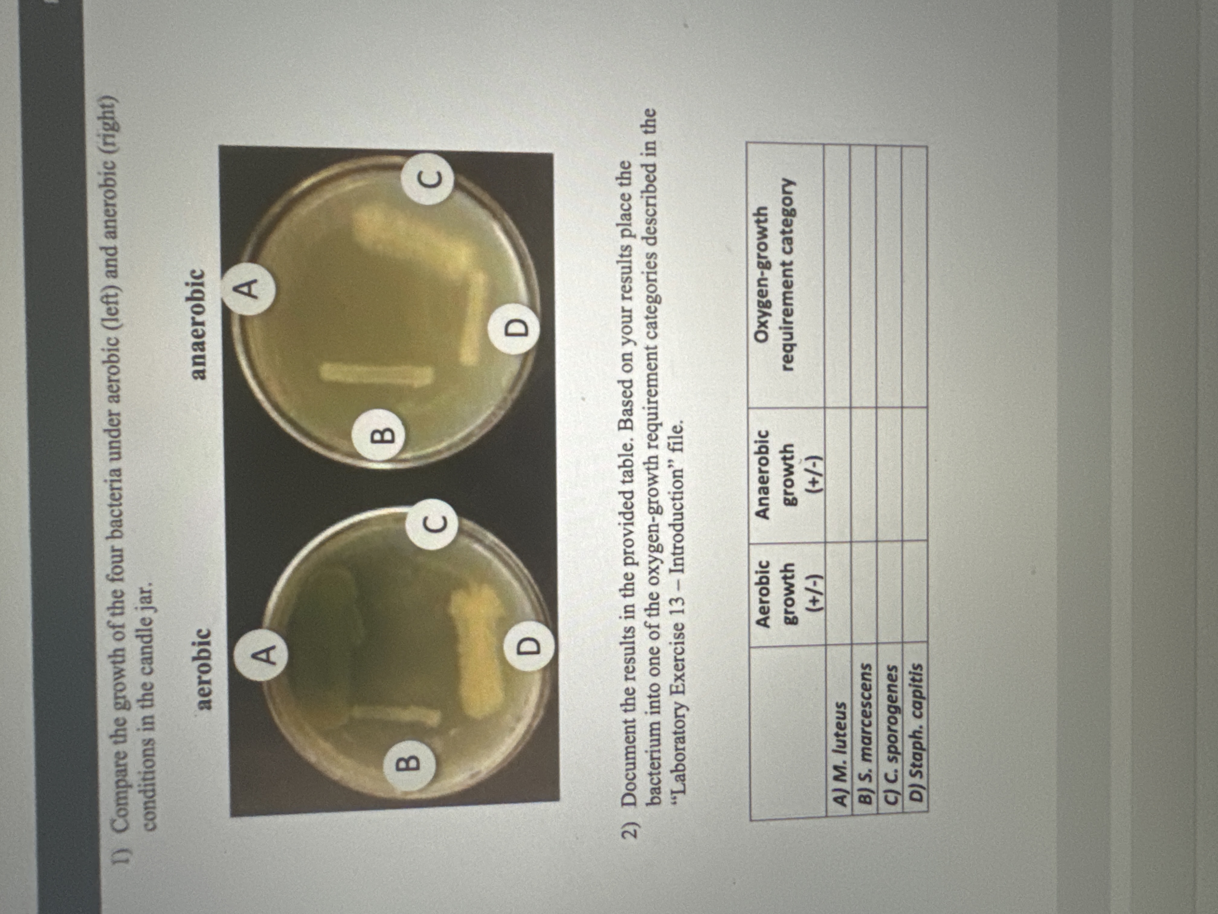 Solved Compare the growth of the four bacteria under aerobic | Chegg.com