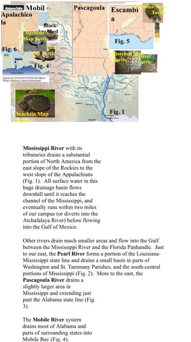 4. Two major clades are revealed by the tree. List | Chegg.com