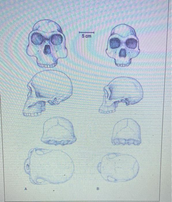 Solved Question 1 1 pts (2001) Refer to the drawings in the | Chegg.com