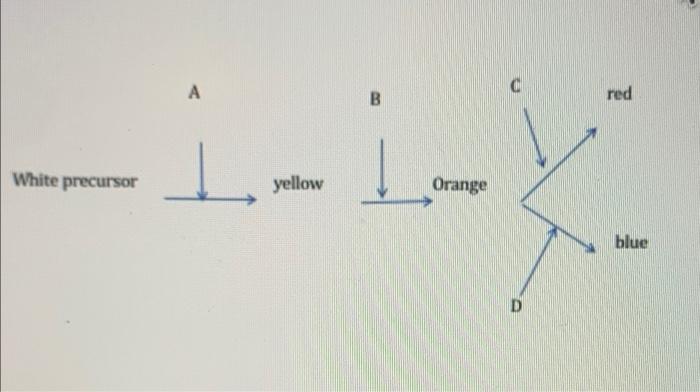 Solved In a species of tree, seed color is determined by | Chegg.com