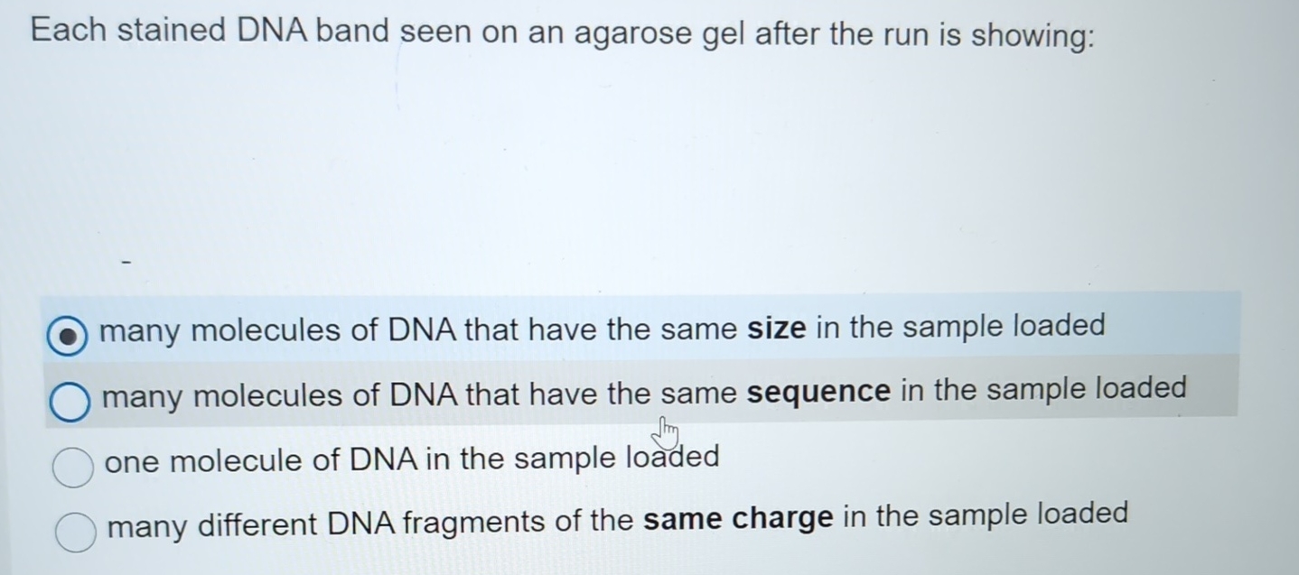 Solved Each stained DNA band seen on an agarose gel after | Chegg.com