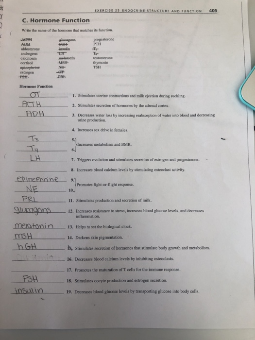 Solved RE EXERCISE 25 ENDOCRINE STRUCTURE AND FUNCTION 405 | Chegg.com