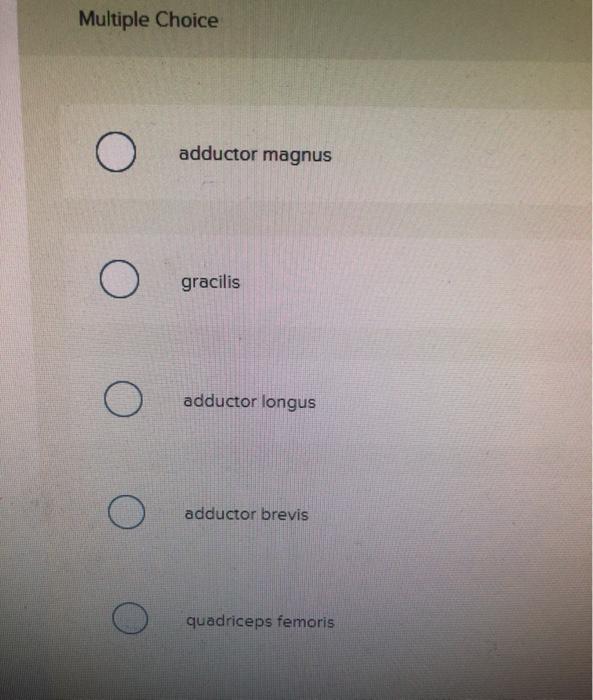 Solved Which structure is highlighted? Multiple Choice O | Chegg.com