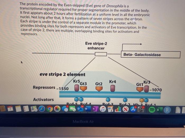 Solved The protein encoded by the Even-skipped (Eve) gene of | Chegg.com