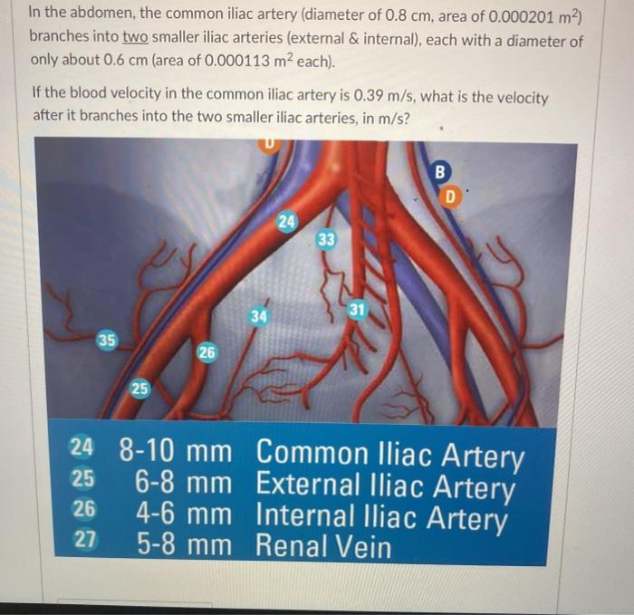 Solved In the abdomen, the common iliac artery (diameter of | Chegg.com