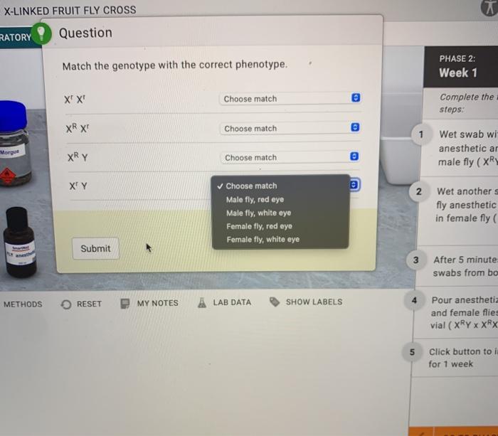 Solved X-LINKED FRUIT FLY CROSS RATORY Question Match the | Chegg.com
