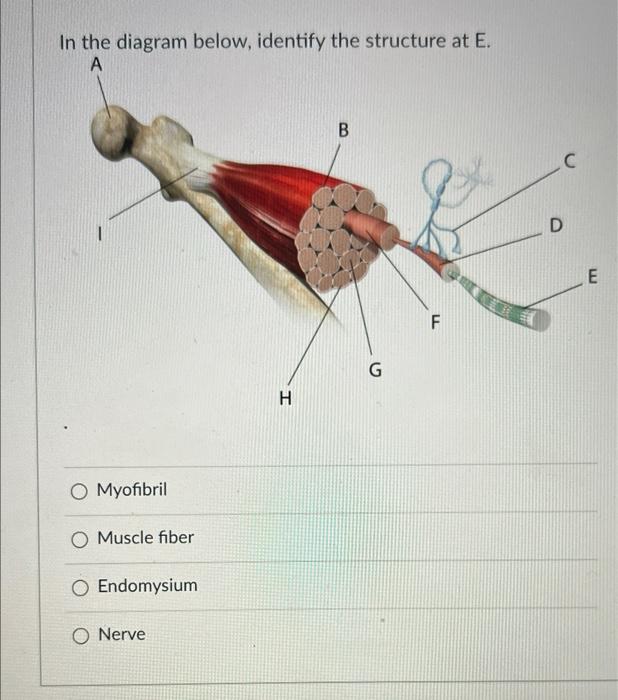 Solved In the diagram below, identify the structure at E. A | Chegg.com