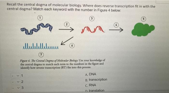 Solved Recall the central dogma of molecular biology. Where | Chegg.com