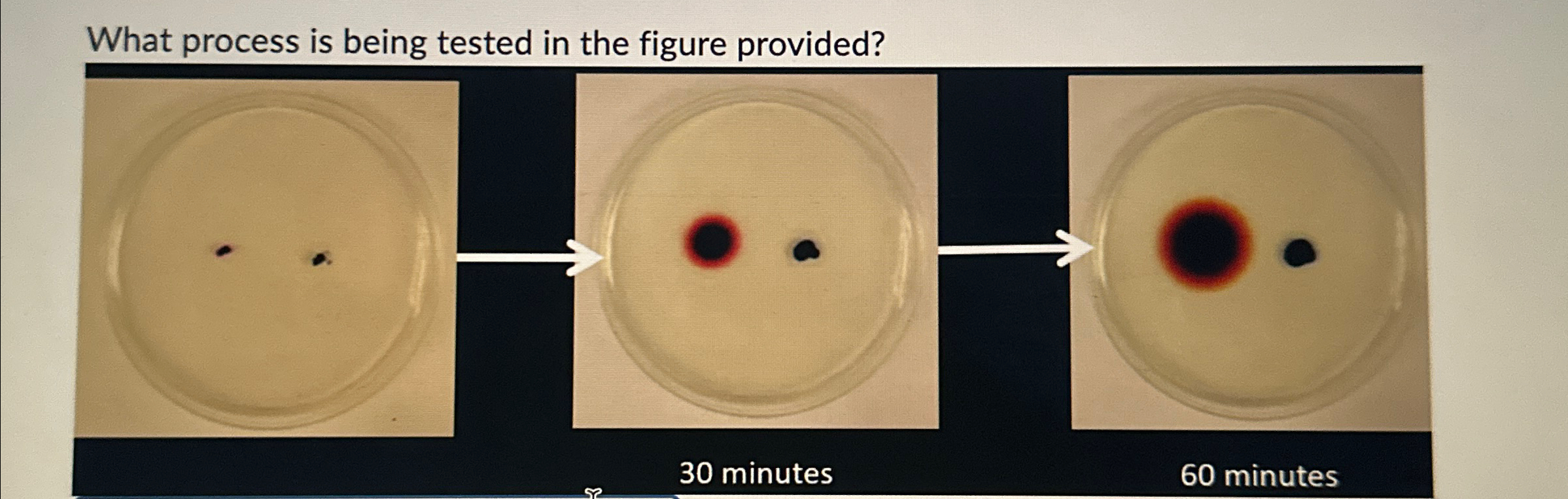 Solved What process is being tested in the figure provided? | Chegg.com