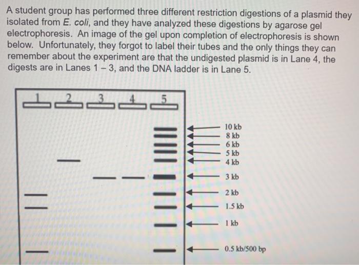 Solved What Form Does The Undigested Plasmid Appear To Be