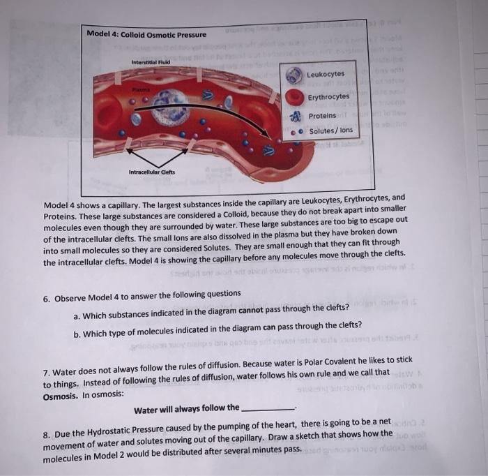 Solved Model 4: Colloid Osmotic Pressure Interstitial Fluid | Chegg.com