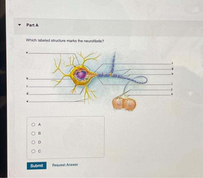 Solved Which labeled structure marks the neurofibrils? | Chegg.com