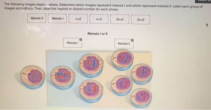 Solved The following images depict meiosis. Determine which | Chegg.com Solved The following images depict meiosis. Determine which | Chegg.com