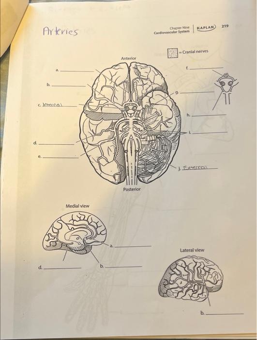 Solved KAPLAN 219 Arteries Chapter Nine Cardiovascular | Chegg.com