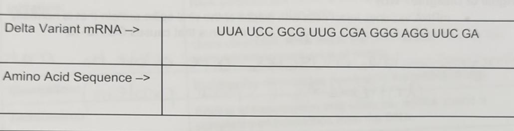 Solved Delta Variant mRNA –>Amino Acid Sequence ->UUA UCC | Chegg.com