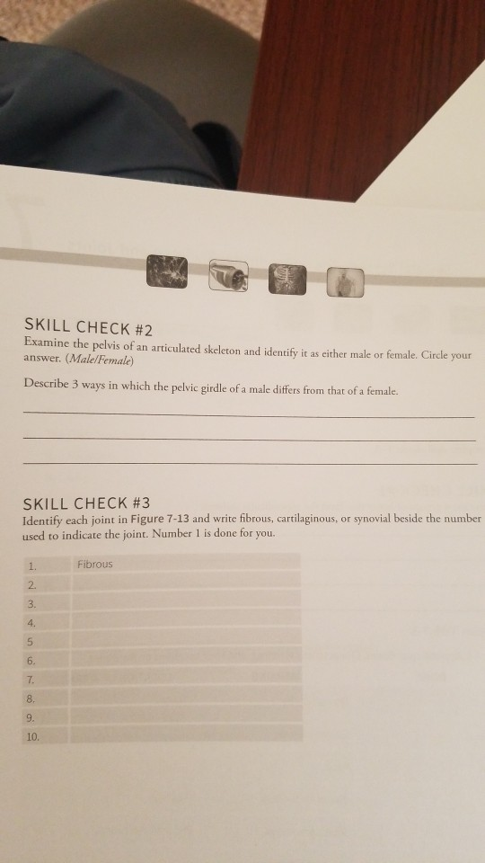 Solved Skeletal System: The Appendicular Skele Name Class | Chegg.com