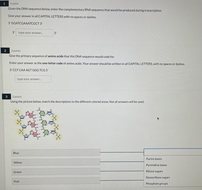 Solved 1 1 point Given the DNA sequence below, enter the | Chegg.com